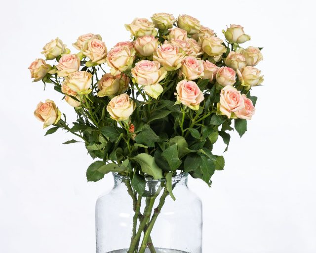 Collection - Braam RosesBraam Roses