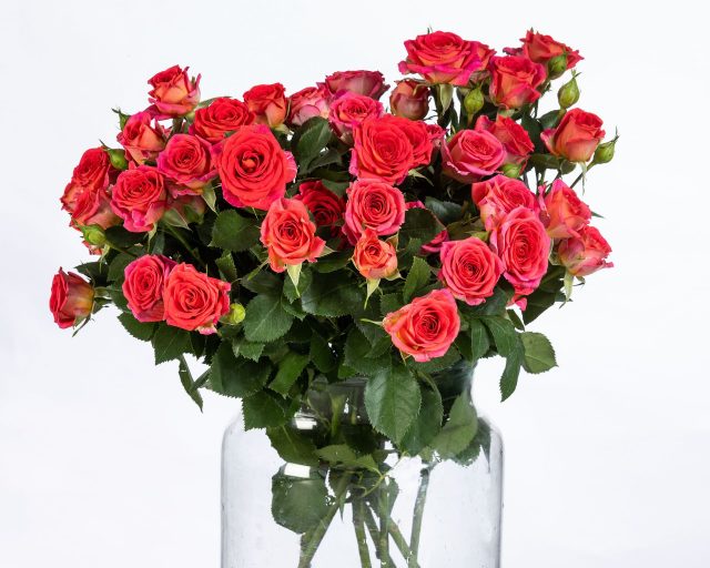 Collection - Braam RosesBraam Roses